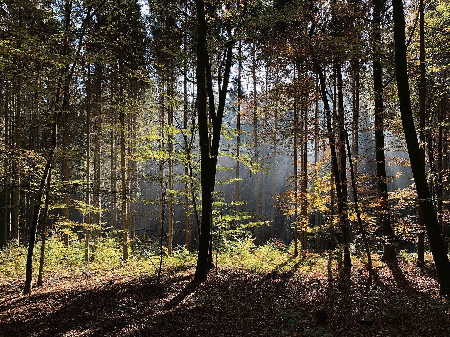 So öko ist der bewirtschaftete Wald - Waldverband
